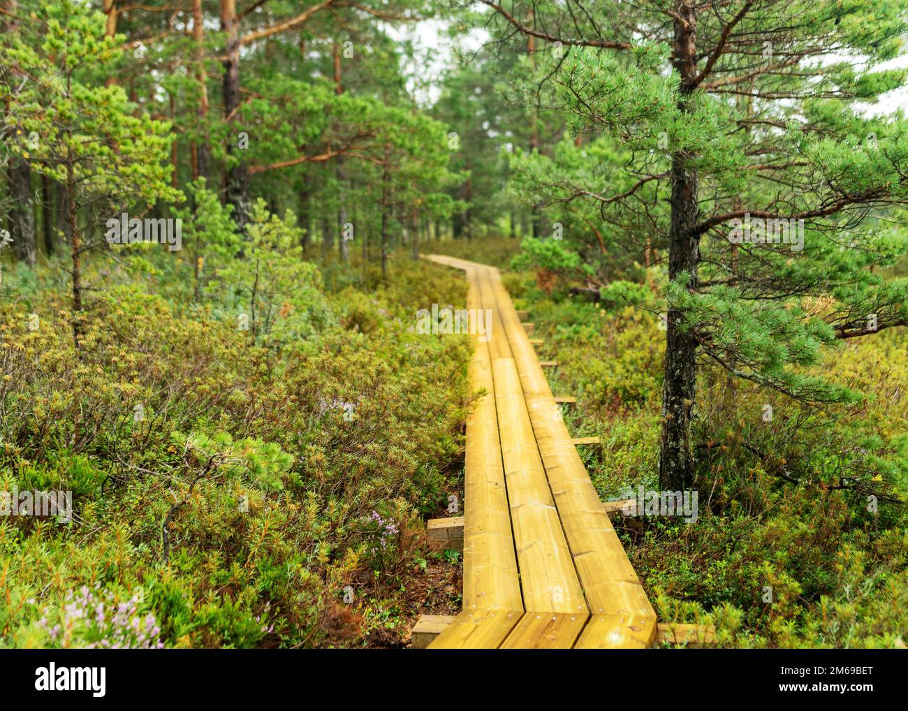rainy day, rainy background, traditional bog landscape, wet wooden ...