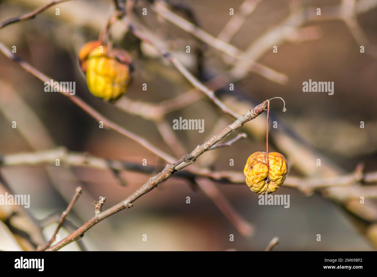 Diseases of trees. Branch of a dead Apple tree with dried apples ...