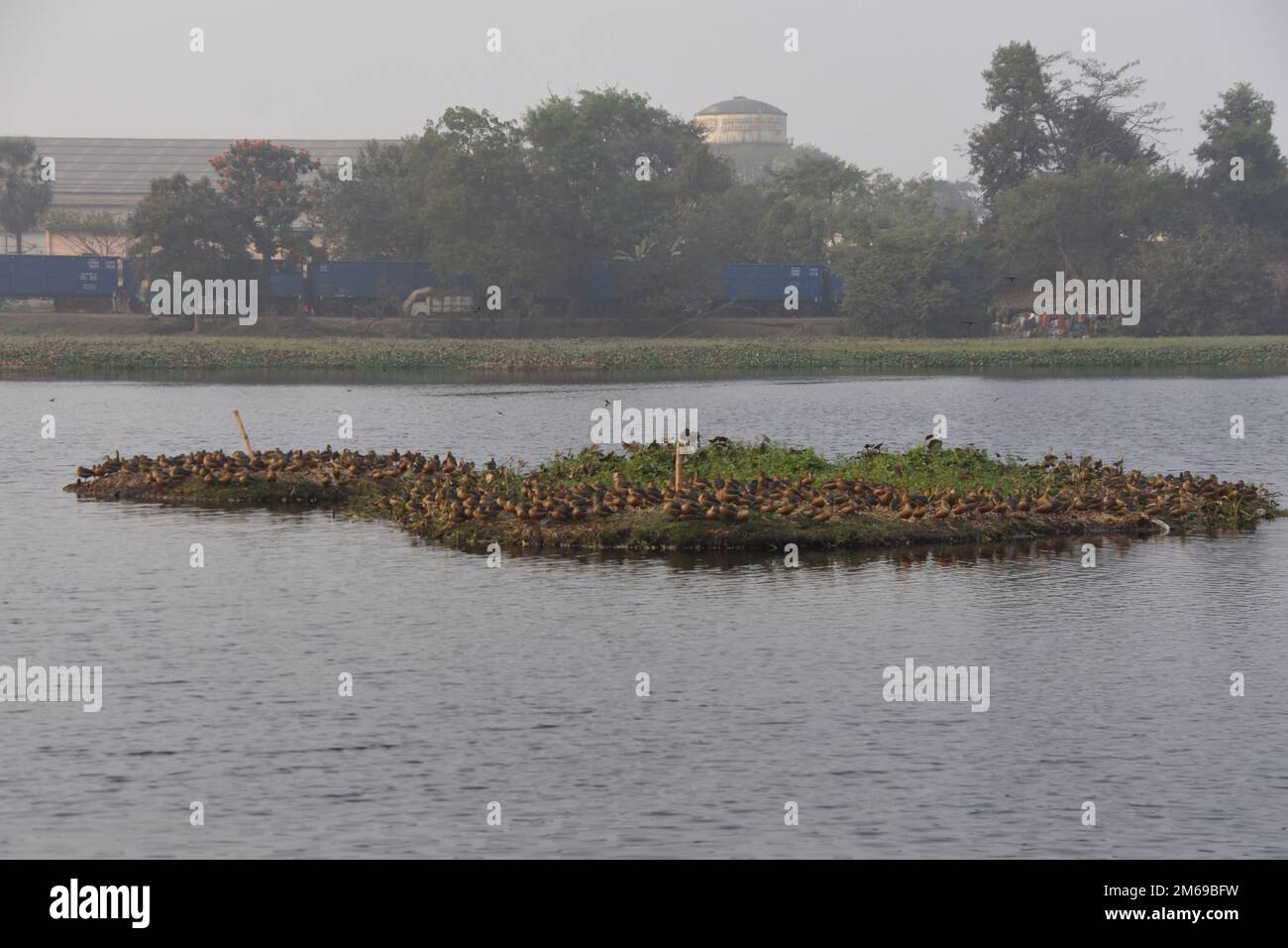 Kolkata, West Bengal, India. 3rd Jan, 2023. Mostly water hyacinth ...