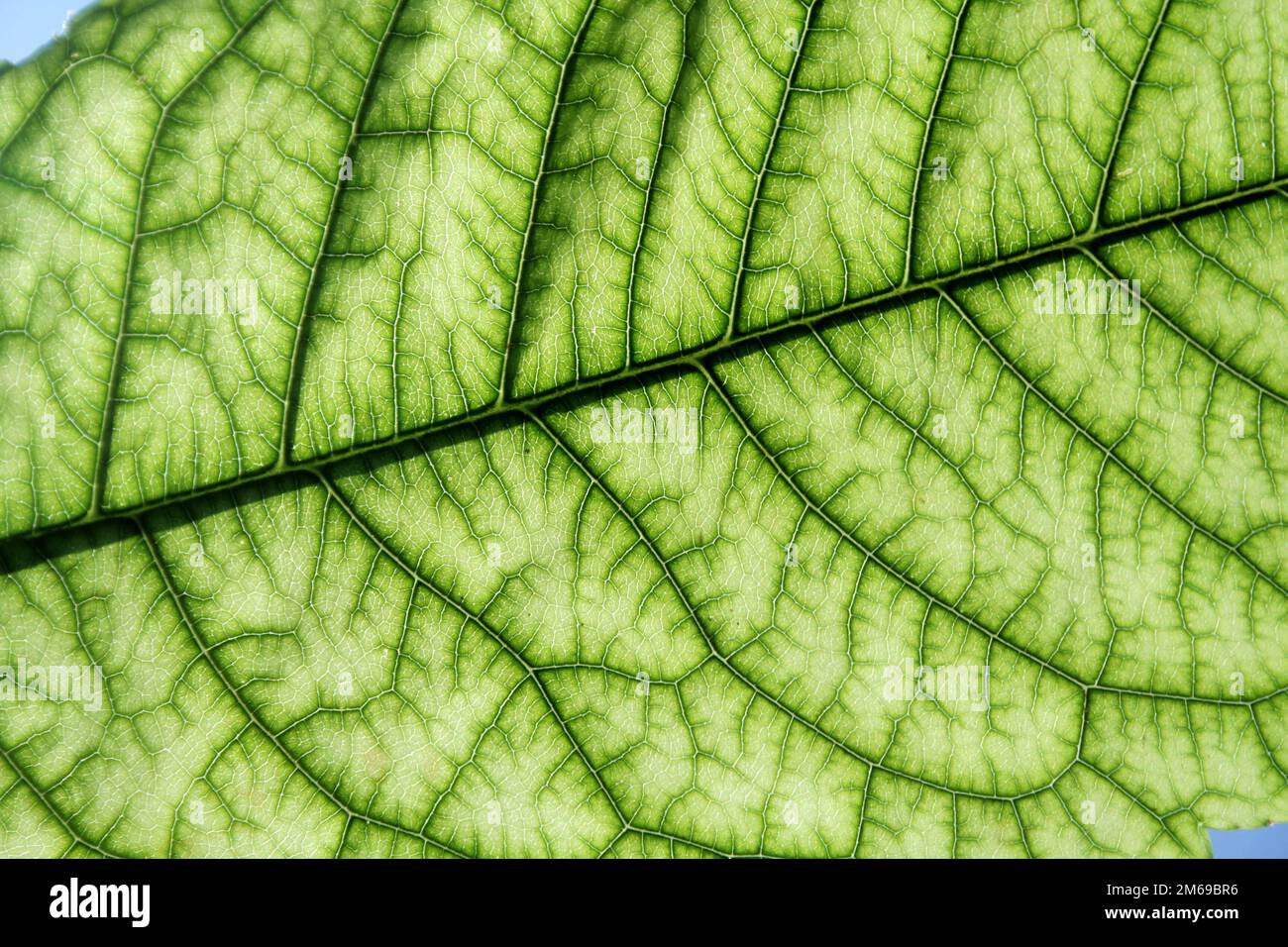 Series of the textures (Light green leaf Stock Photo - Alamy