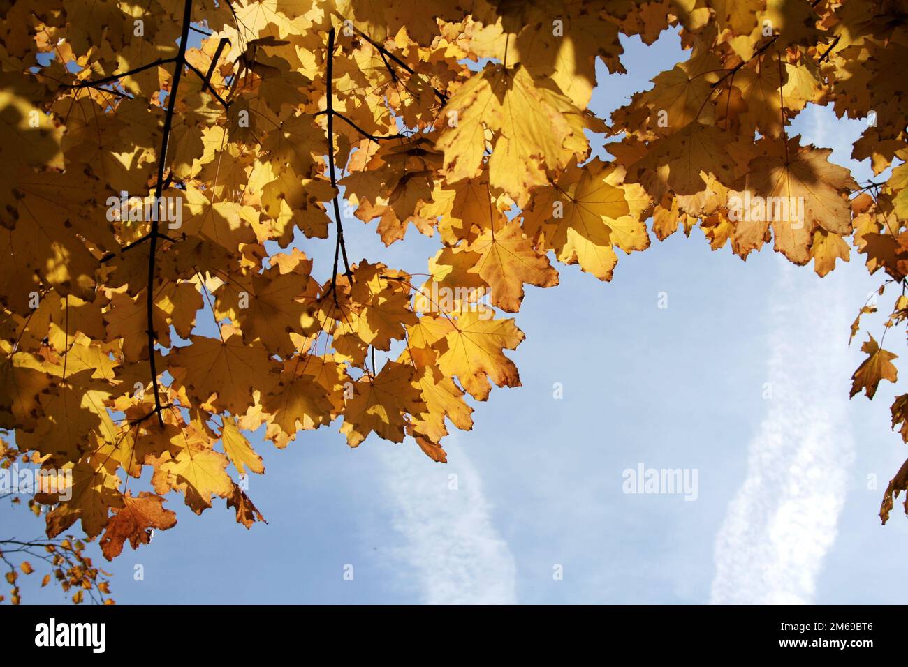 Yellow top of a maple tree on sky background Stock Photo - Alamy
