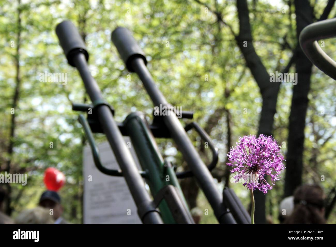 War and peace. Anti-aircraft cannon and flower Stock Photo - Alamy