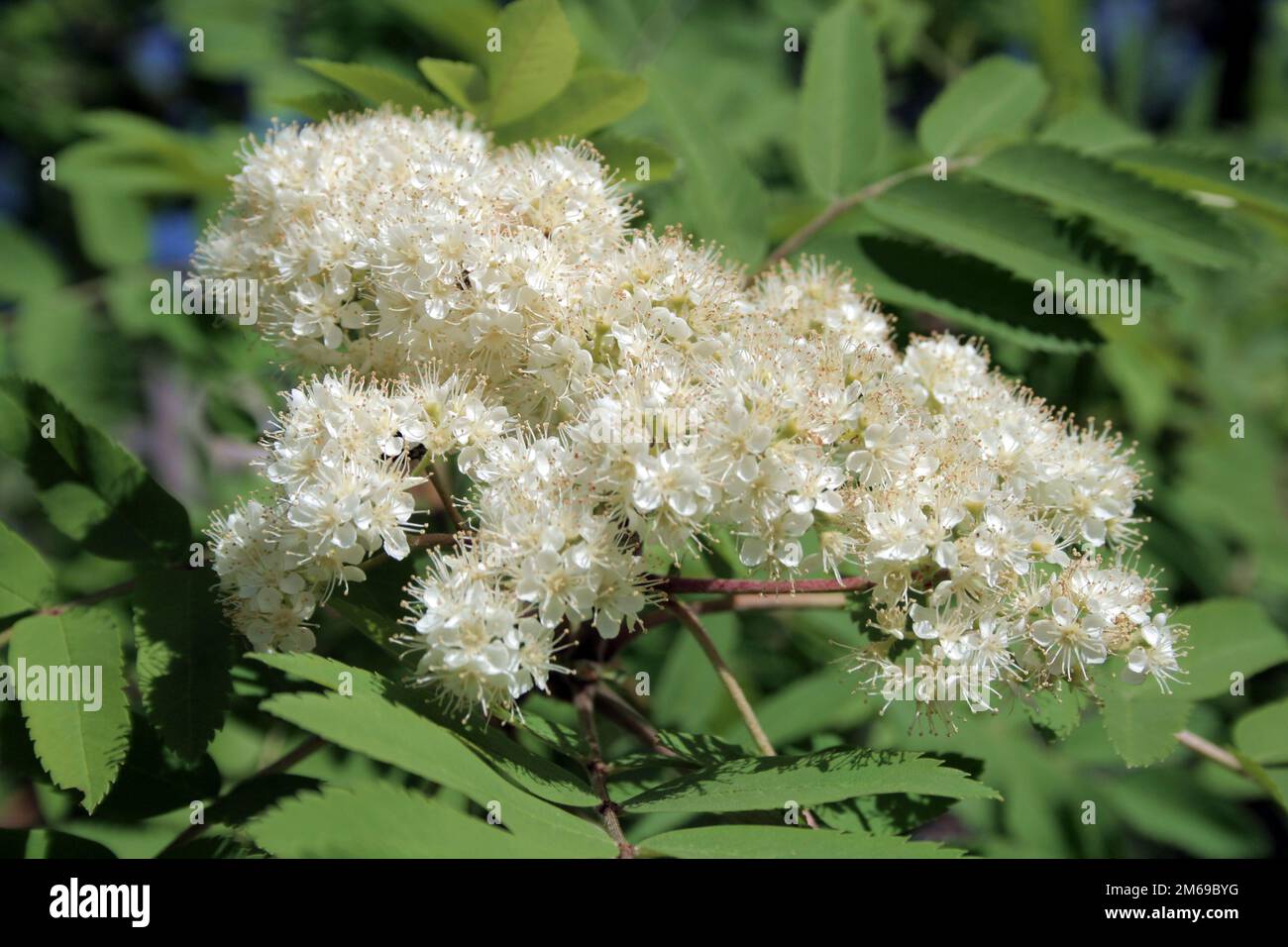 Spring. Flowering cluster of the wild ash Stock Photo - Alamy