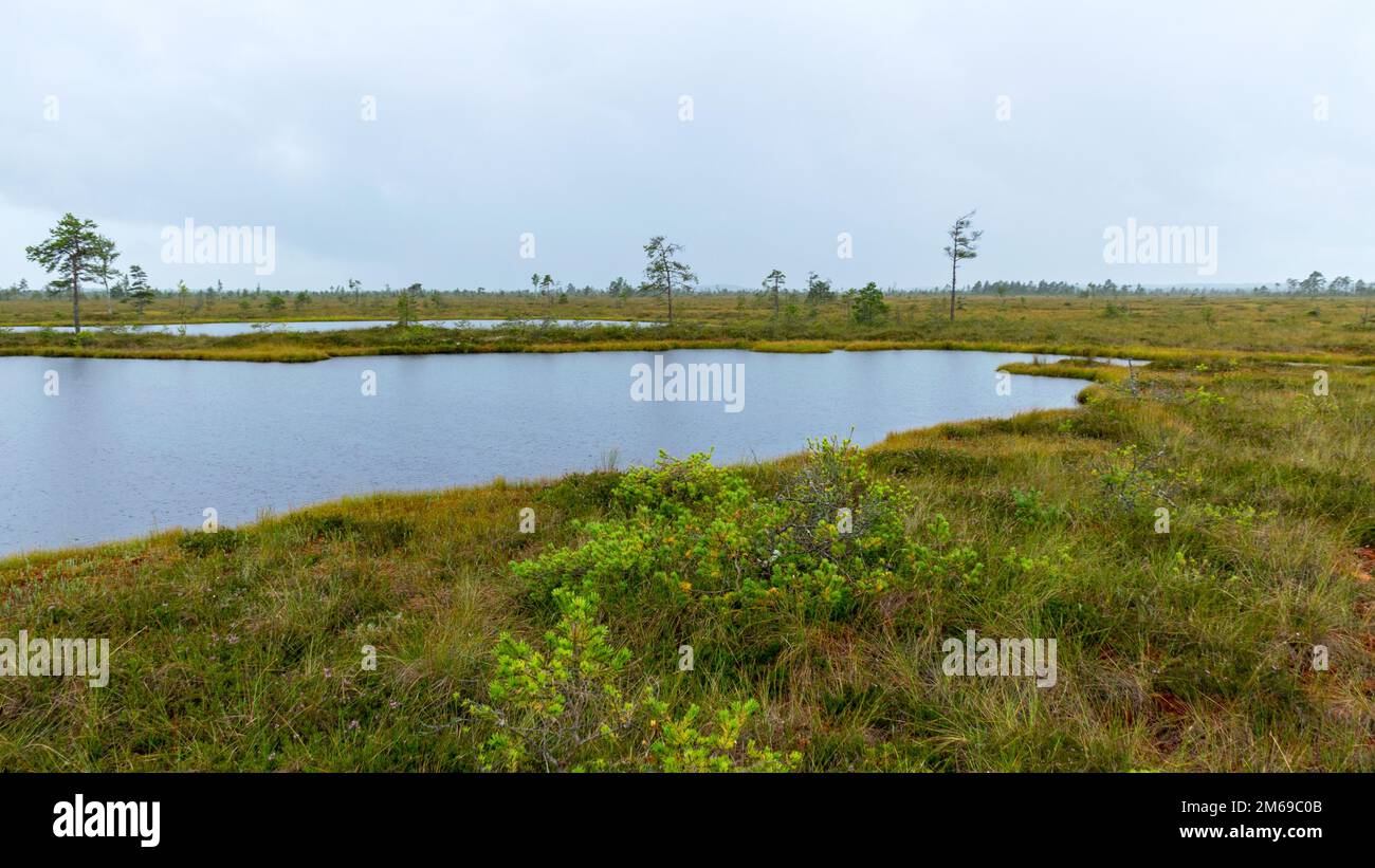 rainy day, rainy background, traditional bog landscape, bog lake in the ...