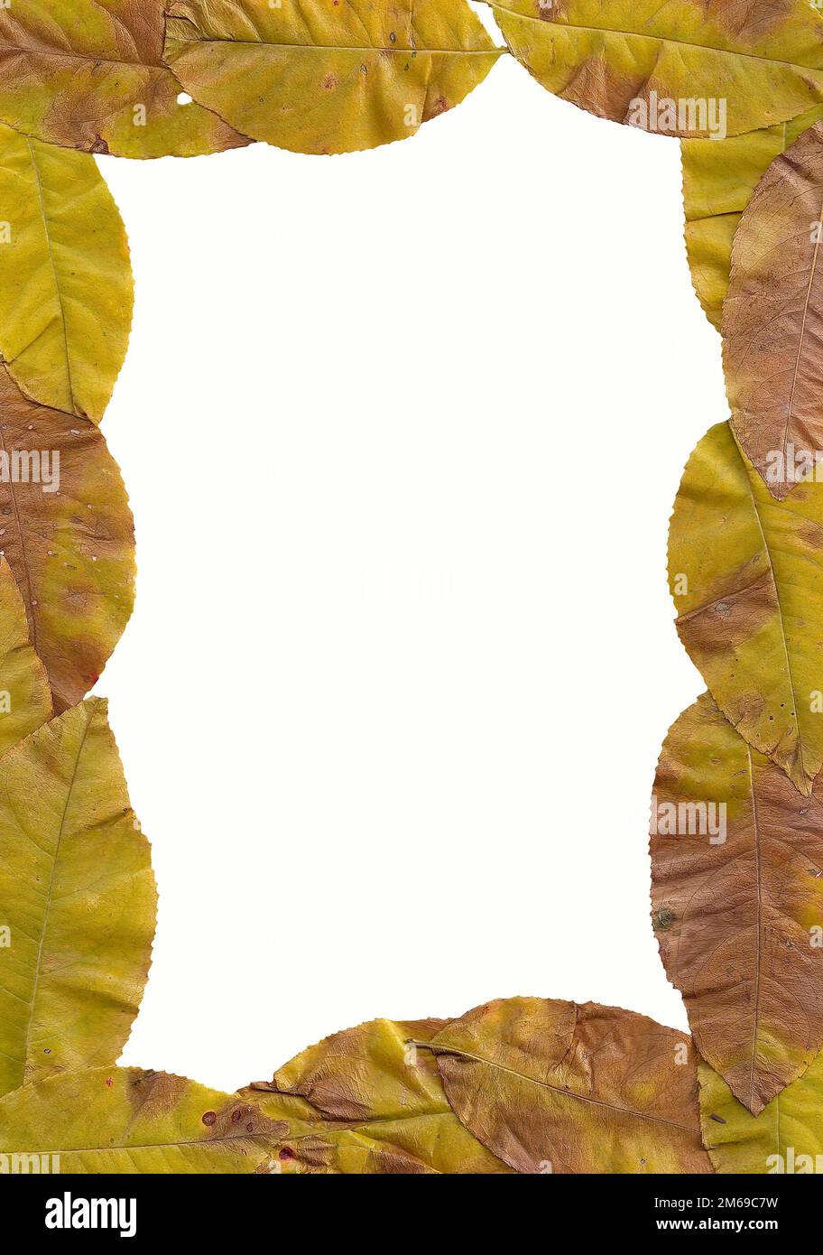 Leafs falling hi-res stock photography and images - Alamy