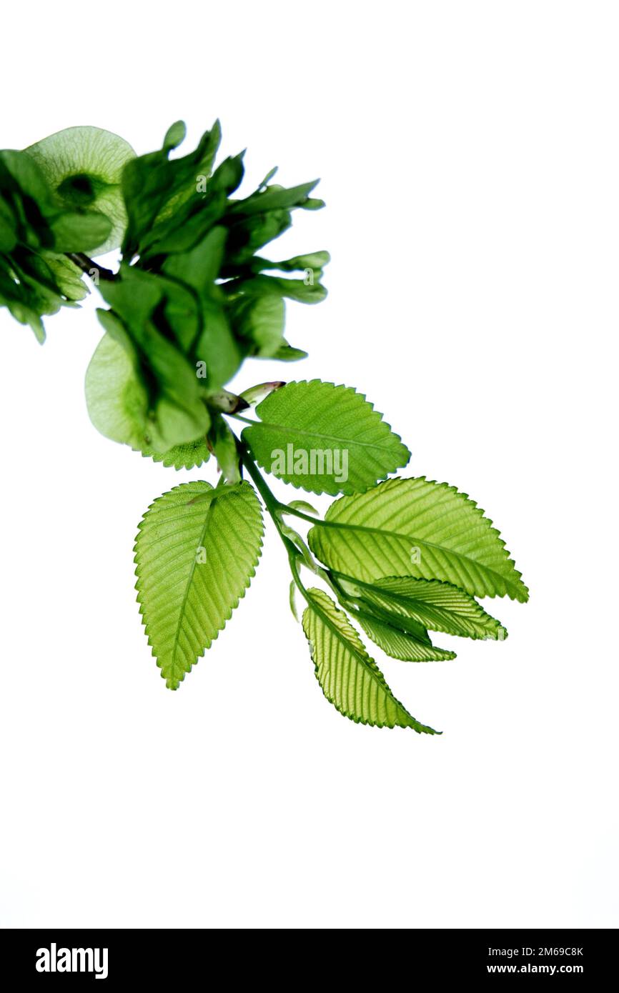 Young branch of the tree with green leaves isolated on white 2 Stock ...