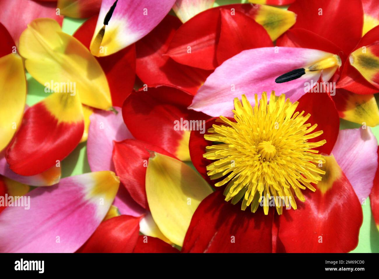 Collection of the textures (Floral assortment Stock Photo - Alamy