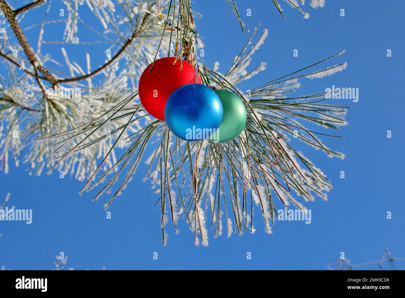 Three colour balls on a fur-tree branch on the sky background Stock ...