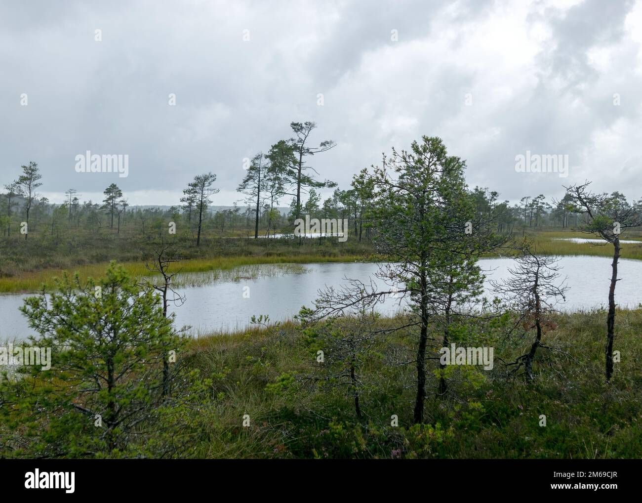 rainy day, rainy background, traditional bog landscape, bog lake in the ...
