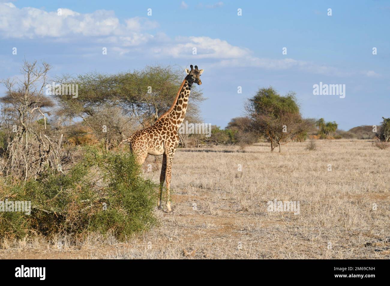 Masai giraffe (Giraffa camelopardalis), close inspection will show that ...