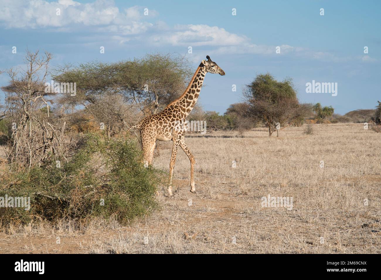 Masai giraffe (Giraffa camelopardalis), close inspection will show that ...