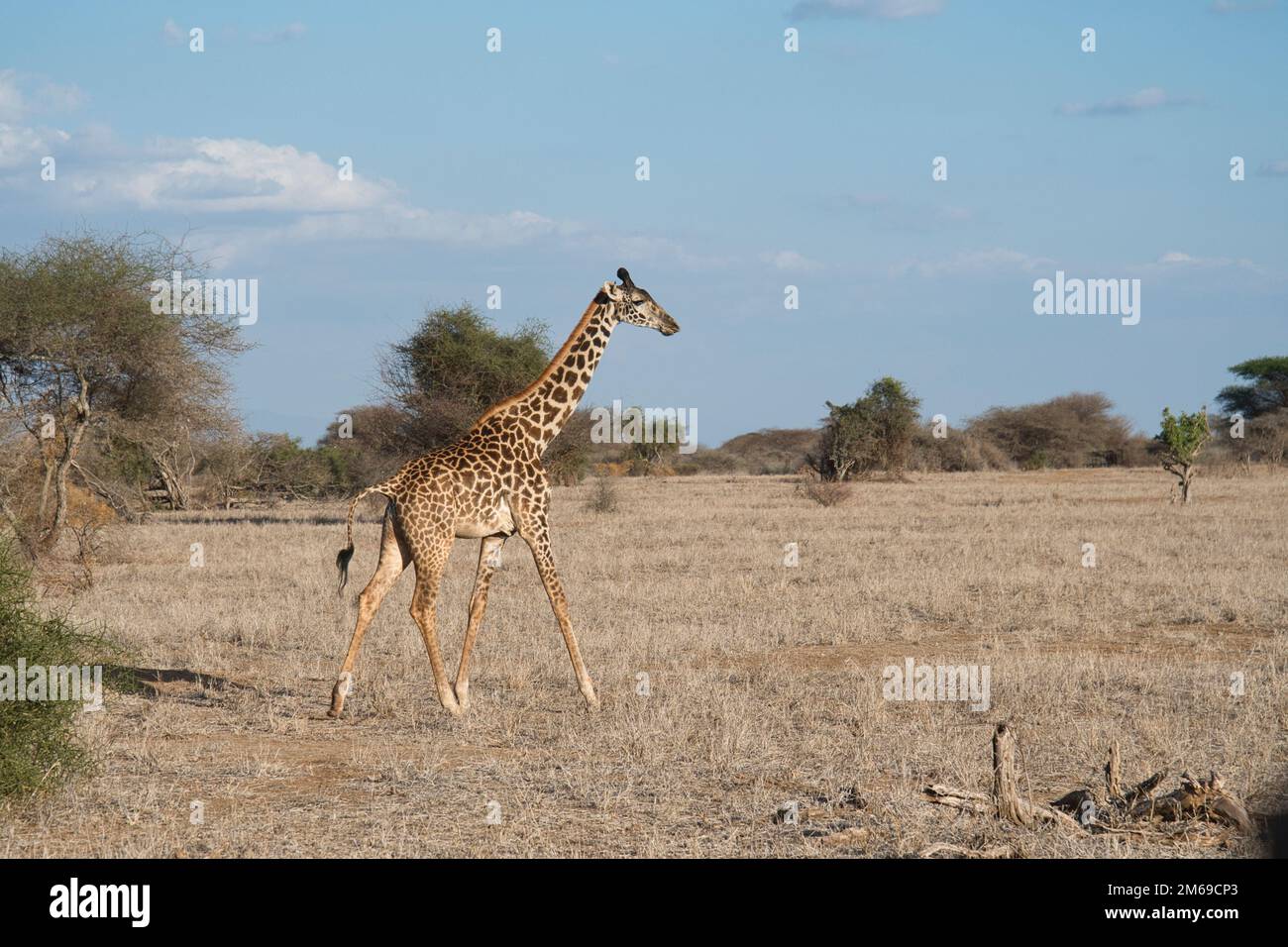 Masai giraffe (Giraffa camelopardalis), close inspection will show that ...
