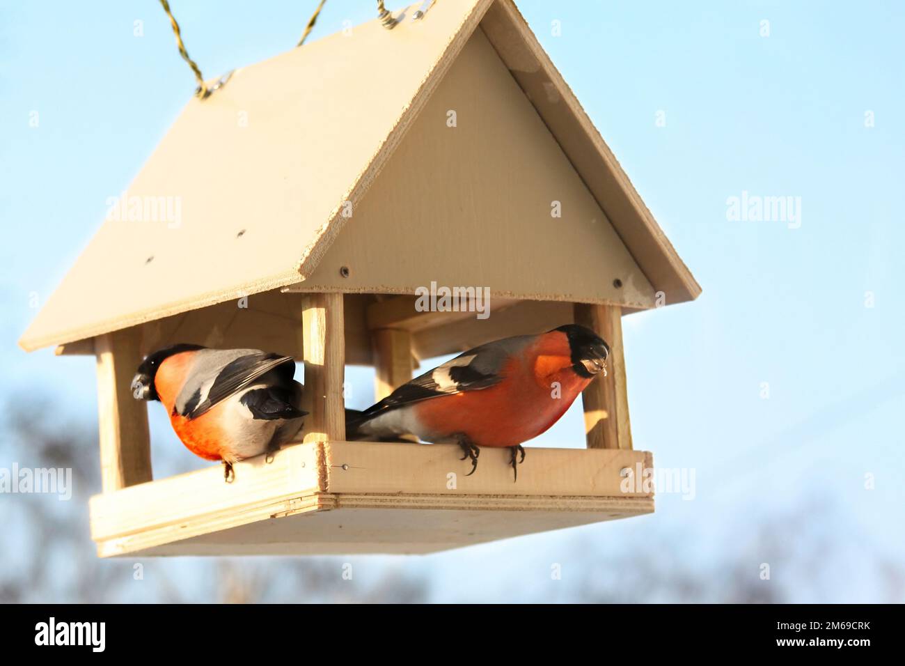 Bullfinches hi-res stock photography and images - Alamy