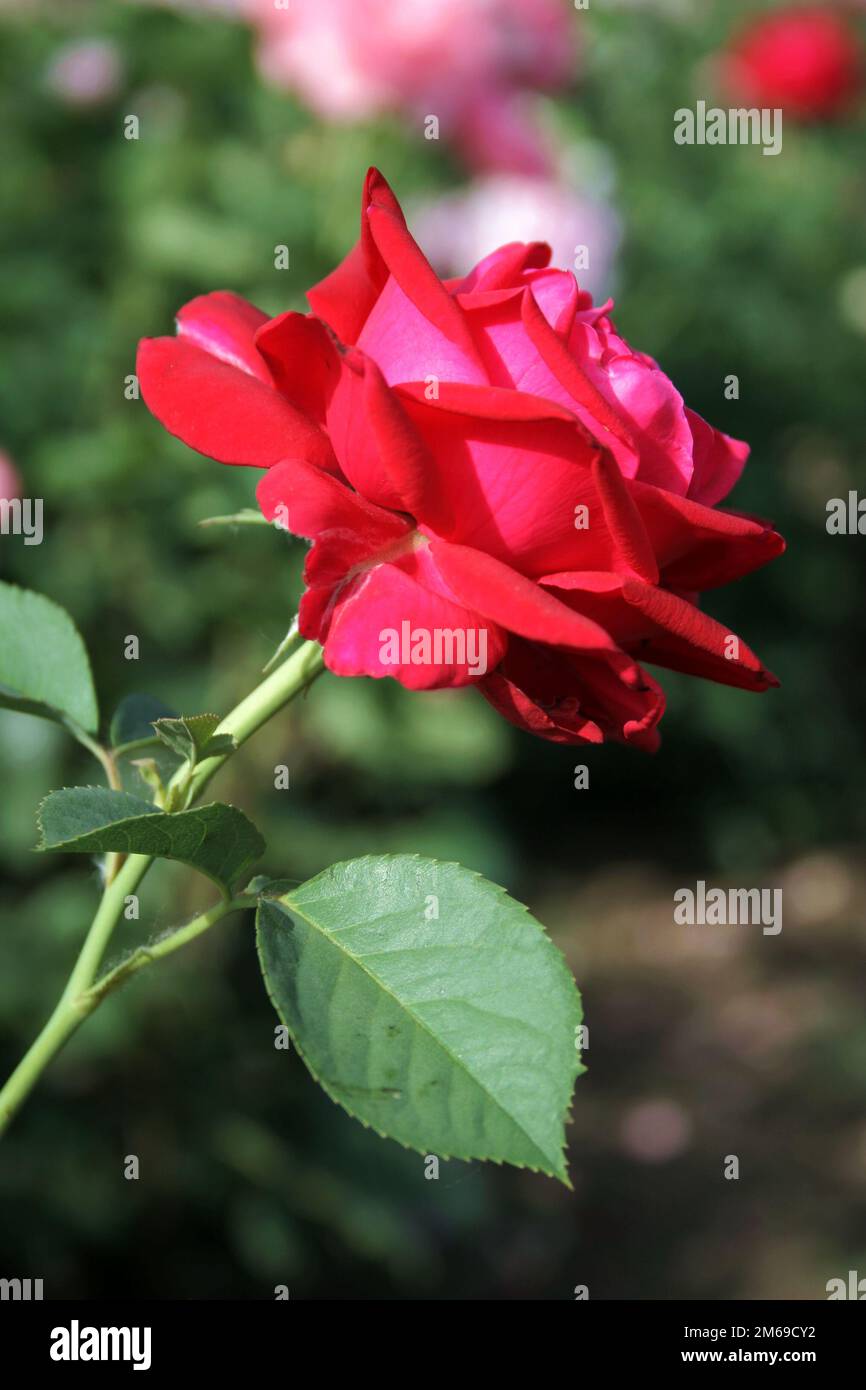 Glade rose hi-res stock photography and images - Alamy