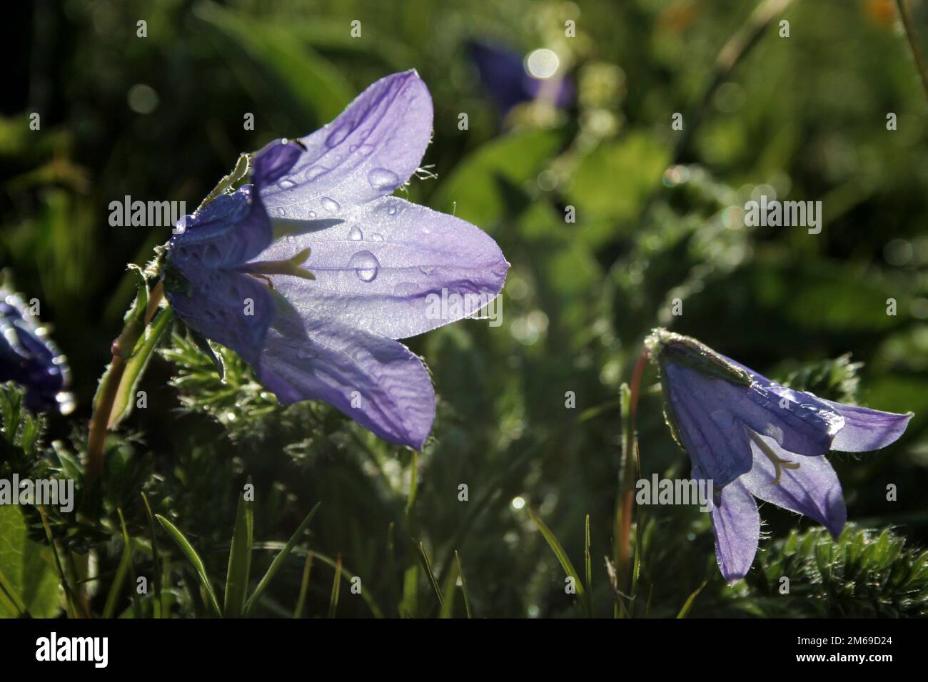 Flower bluebell on the mountain glade. Macro view Stock Photo - Alamy