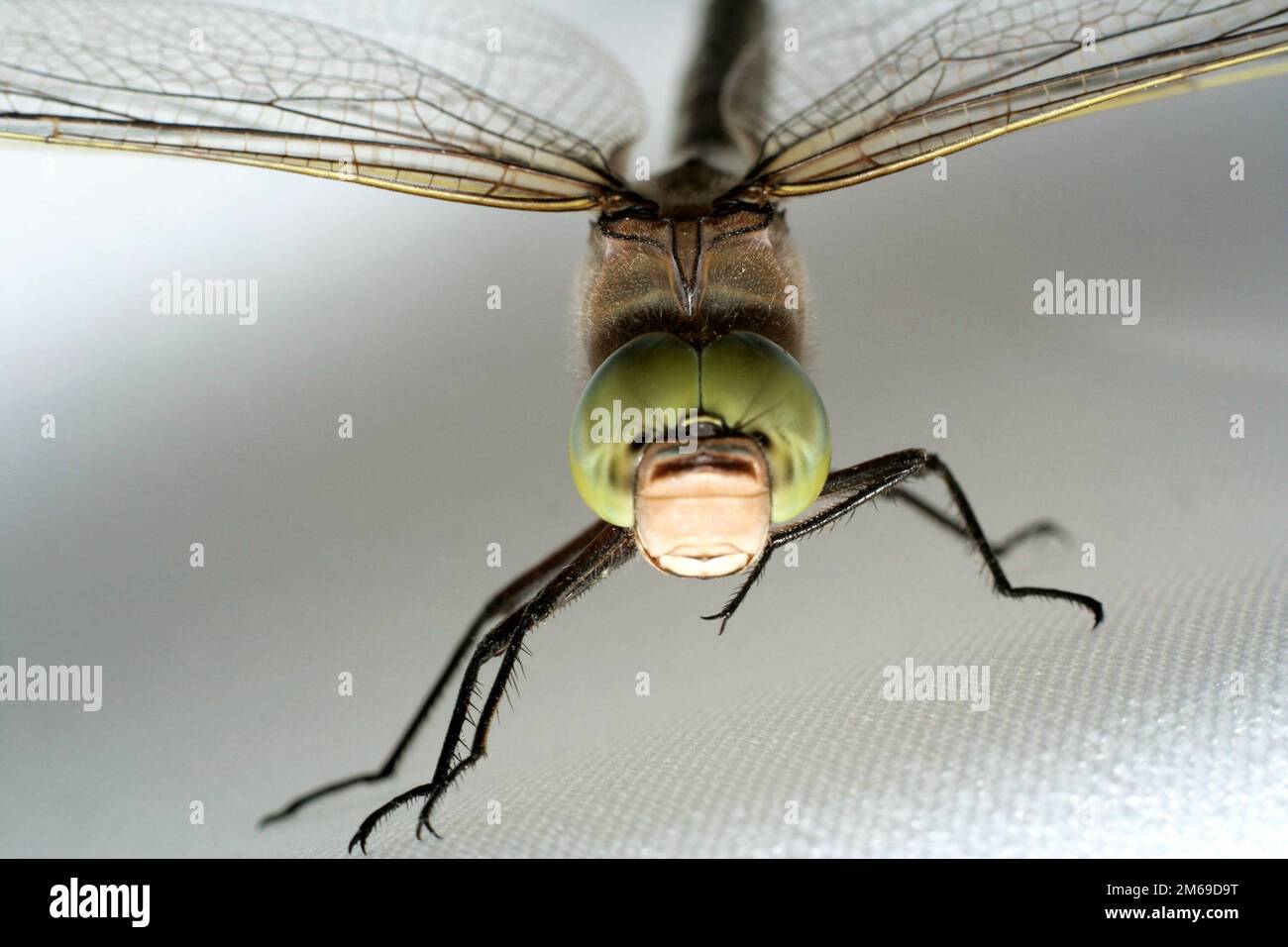 Green dragonfly hi-res stock photography and images - Alamy