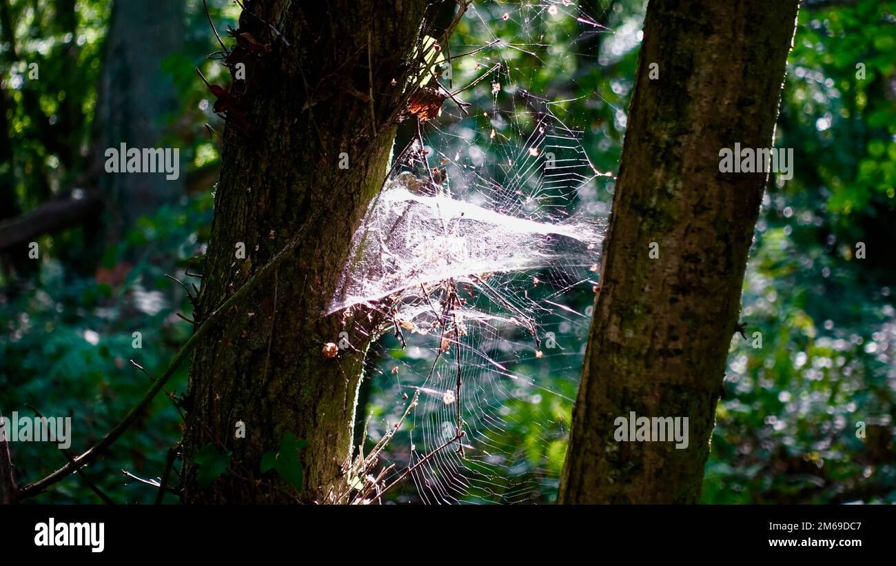 Spiderweb between two tree trunks illuminated by autumn sunlight Stock ...