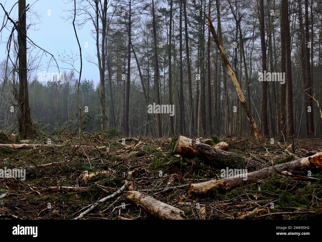 Felled pine trees in forestry plot Stock Photo - Alamy