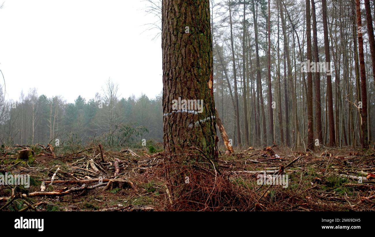 Pine tree acts as a divider between forested and deforested land in ...