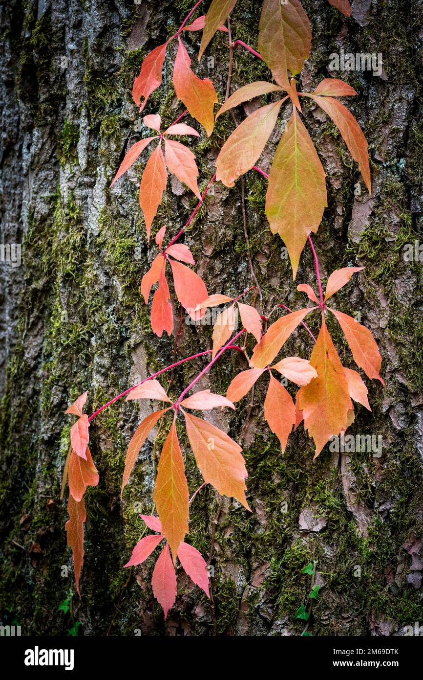 Virginia creeper growing on a tree Stock Photo - Alamy