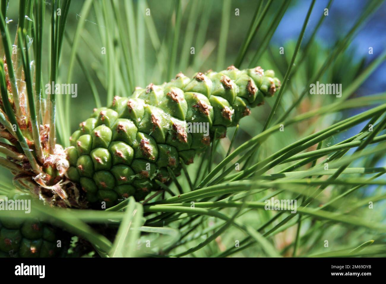 Green cone and needles on the pine-tree Stock Photo - Alamy