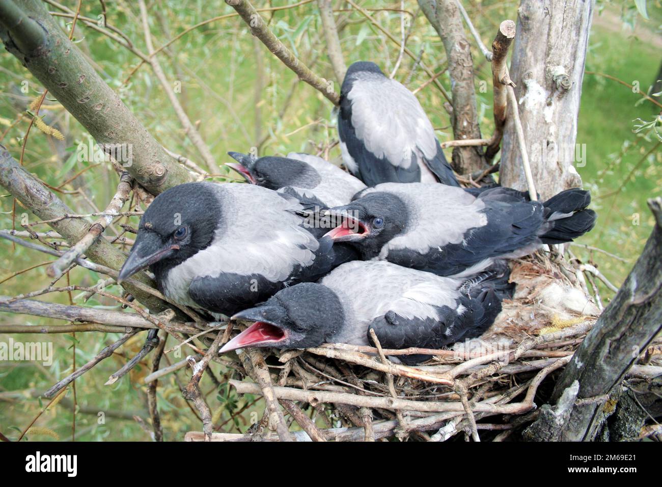 Nestling of the crow in the nest Stock Photo - Alamy