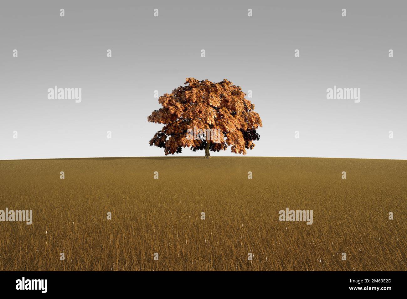 Alone autumn tree hi-res stock photography and images - Alamy