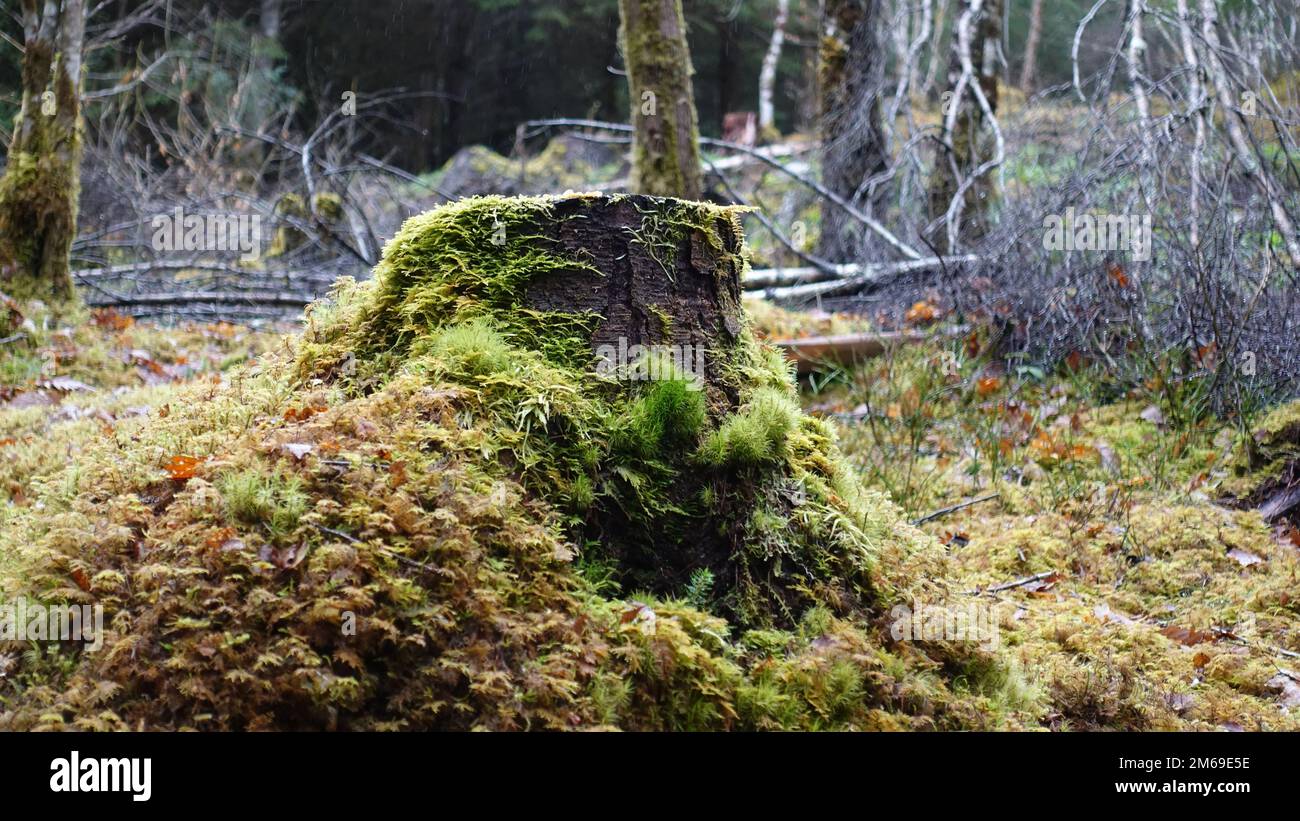 Mossy tree stump in a Scottish rewilding zone Stock Photo - Alamy