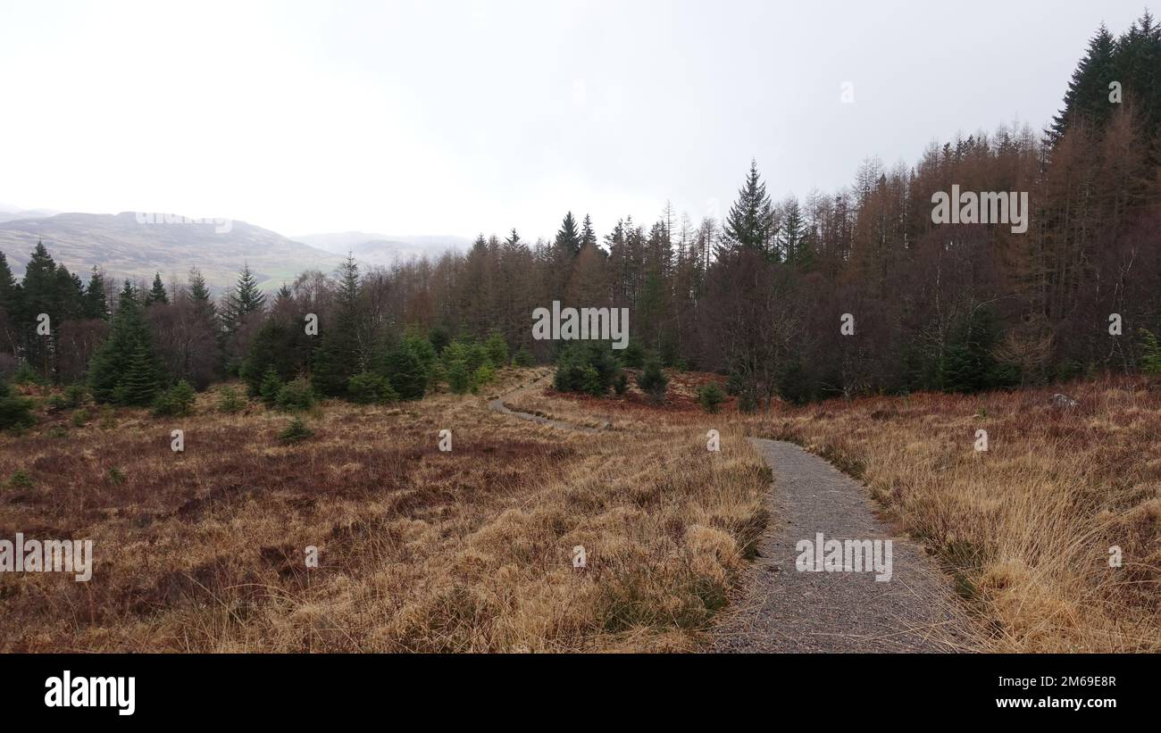 Scottish pine forest hi-res stock photography and images - Alamy