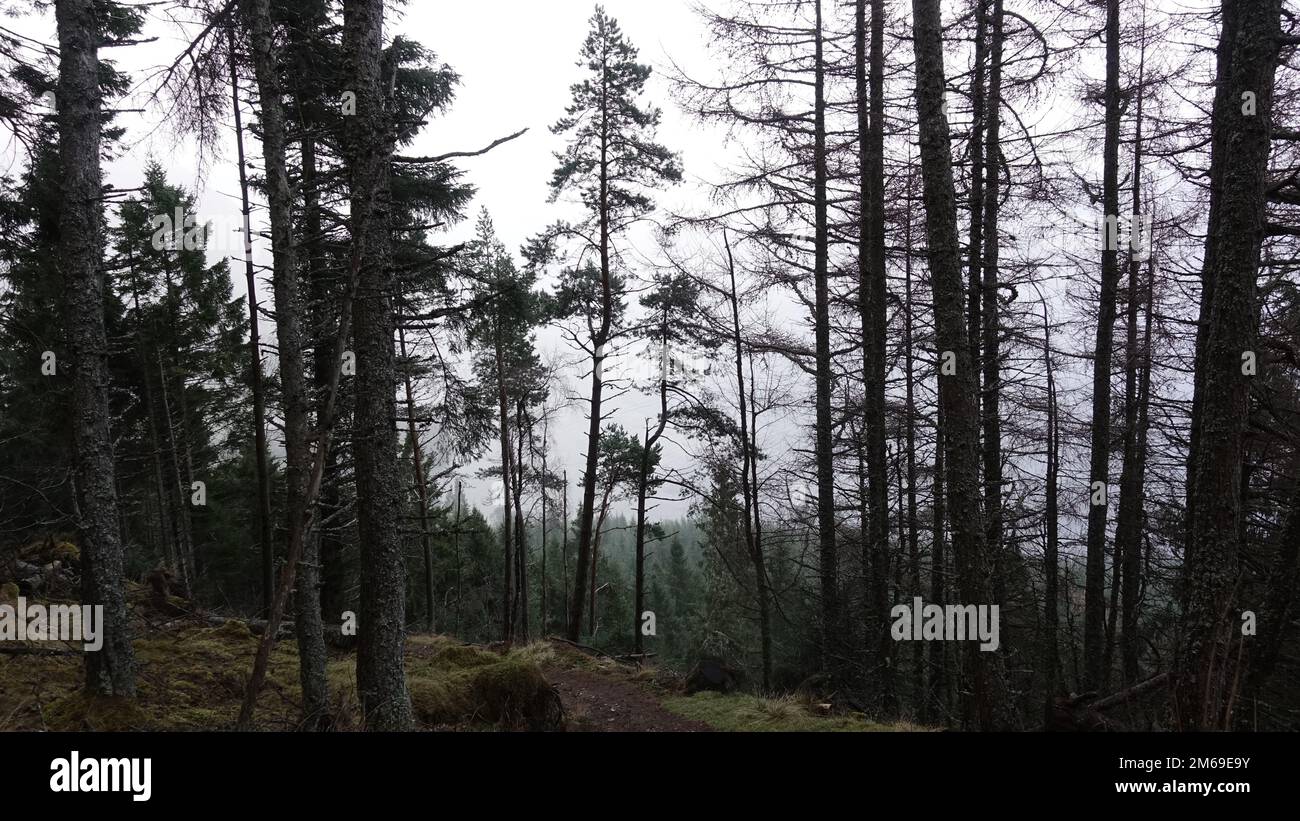 Scottish pine trees Stock Photo - Alamy