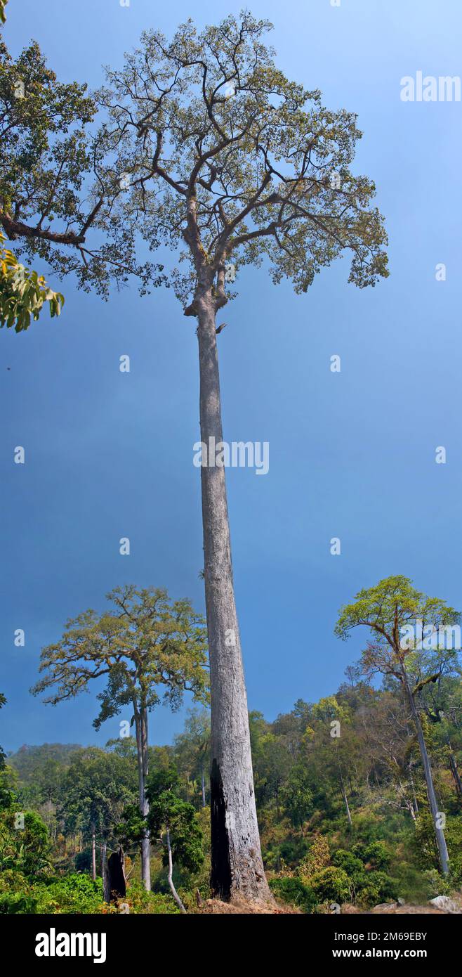 Large tropical tree in the jungle Stock Photo - Alamy