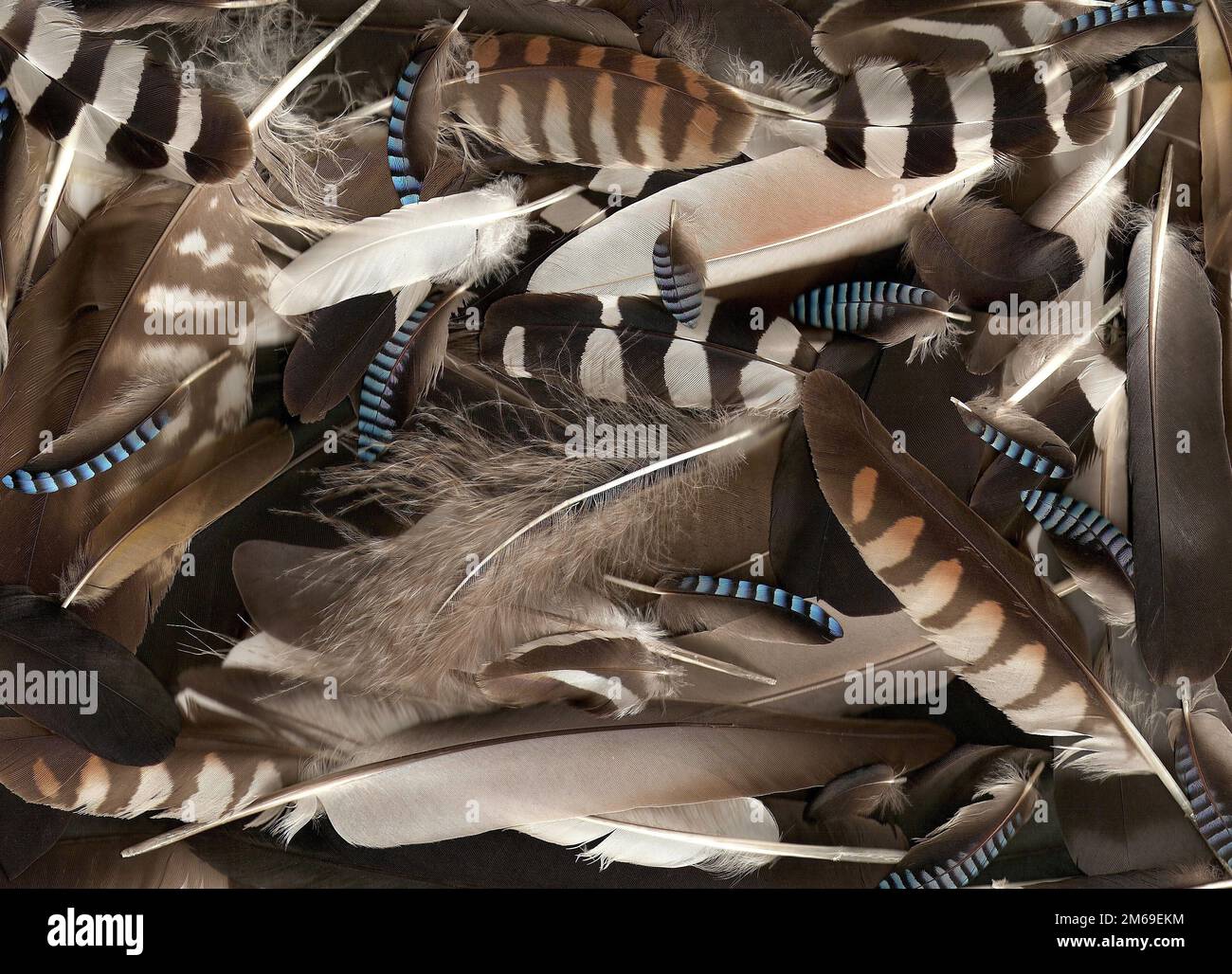 Falling feathers hi-res stock photography and images - Alamy