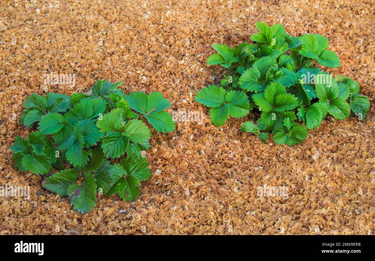Strawberry plantation grow grown in sawdust. Mulching strawberries in ...
