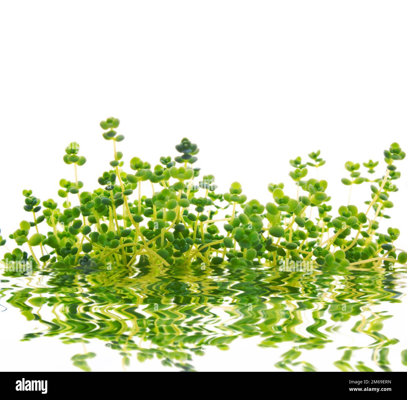 Magic green grass Stock Photo - Alamy