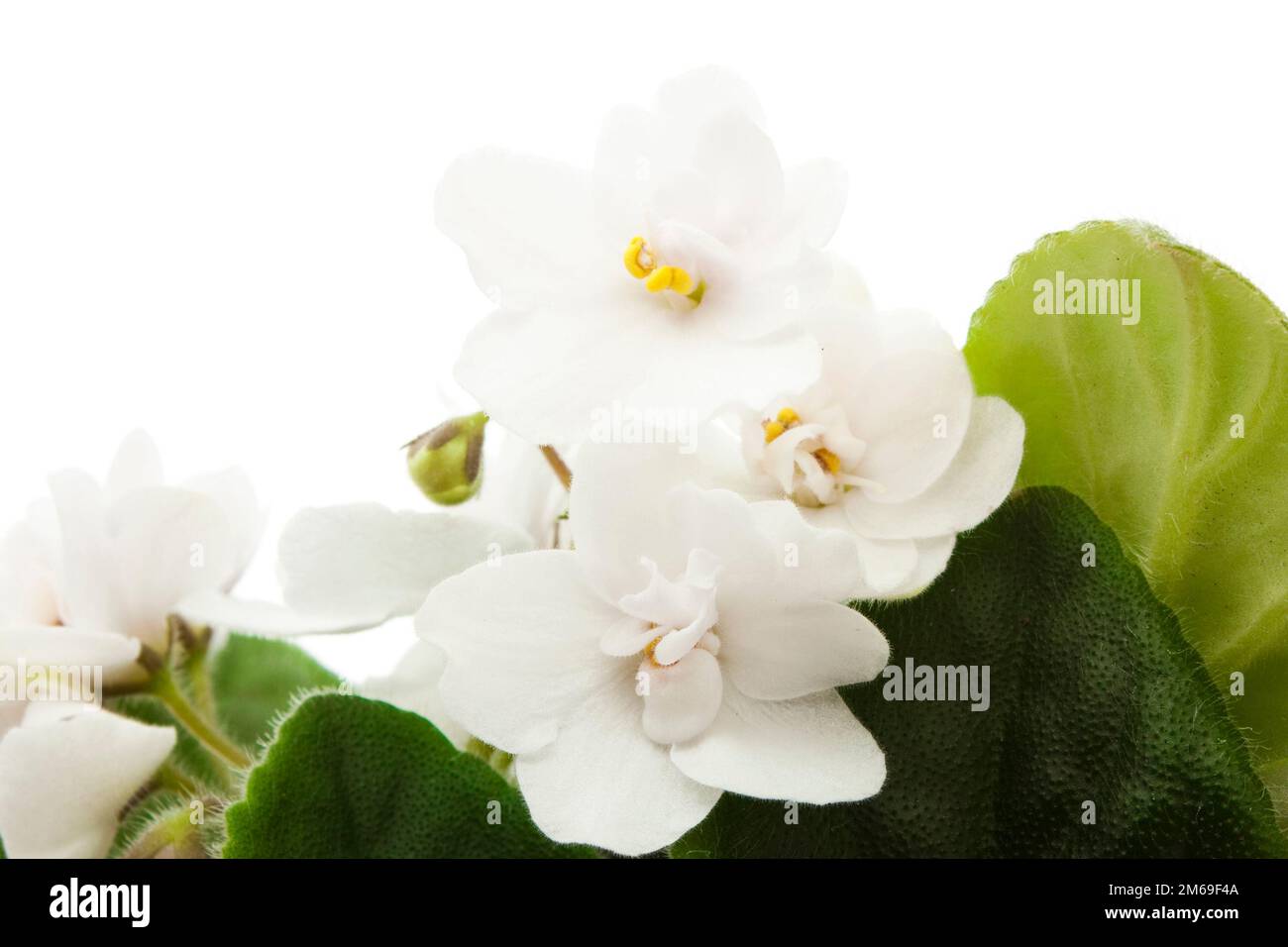 White violet hi-res stock photography and images - Alamy