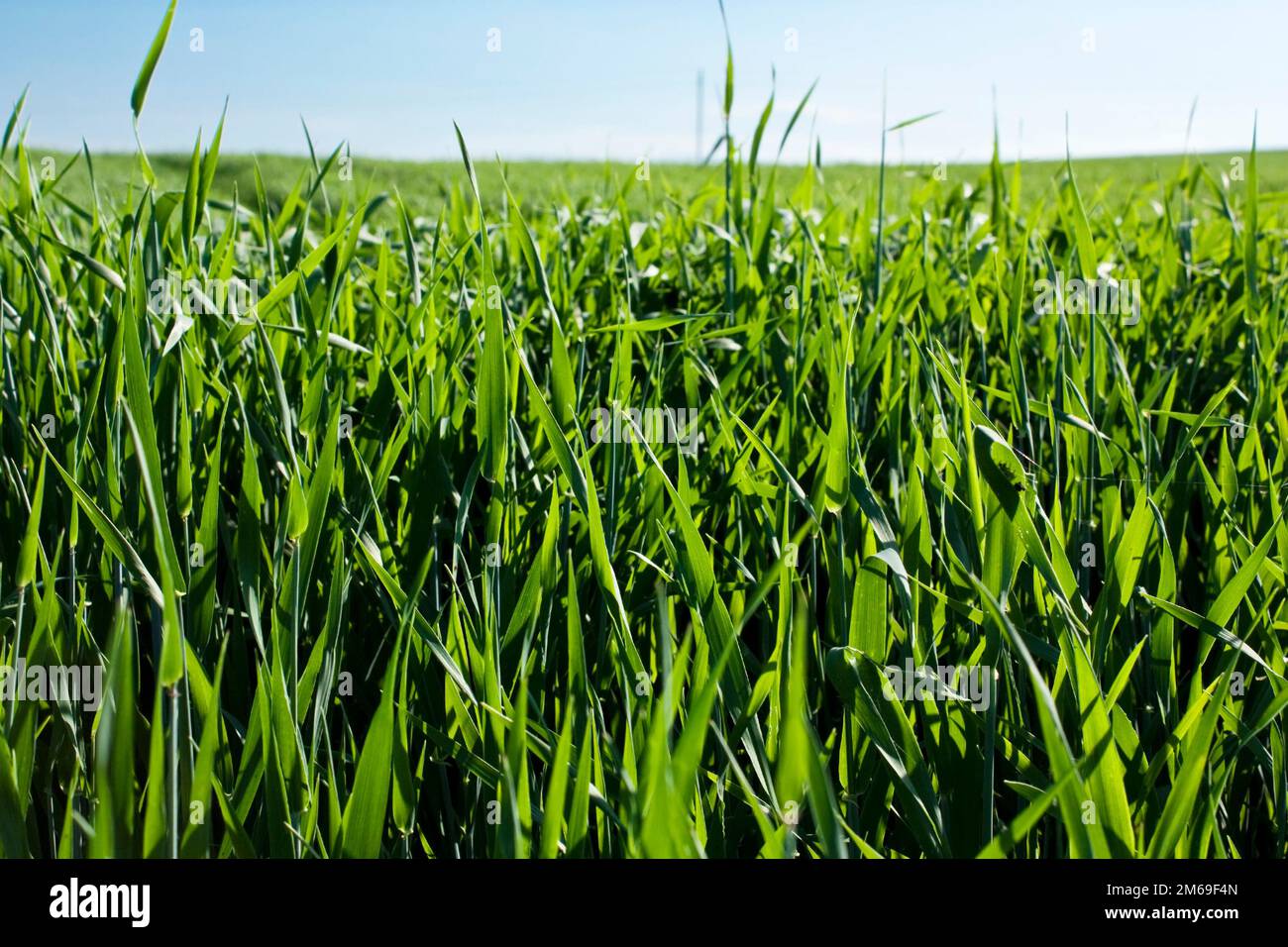 Heavenly grass hi-res stock photography and images - Alamy