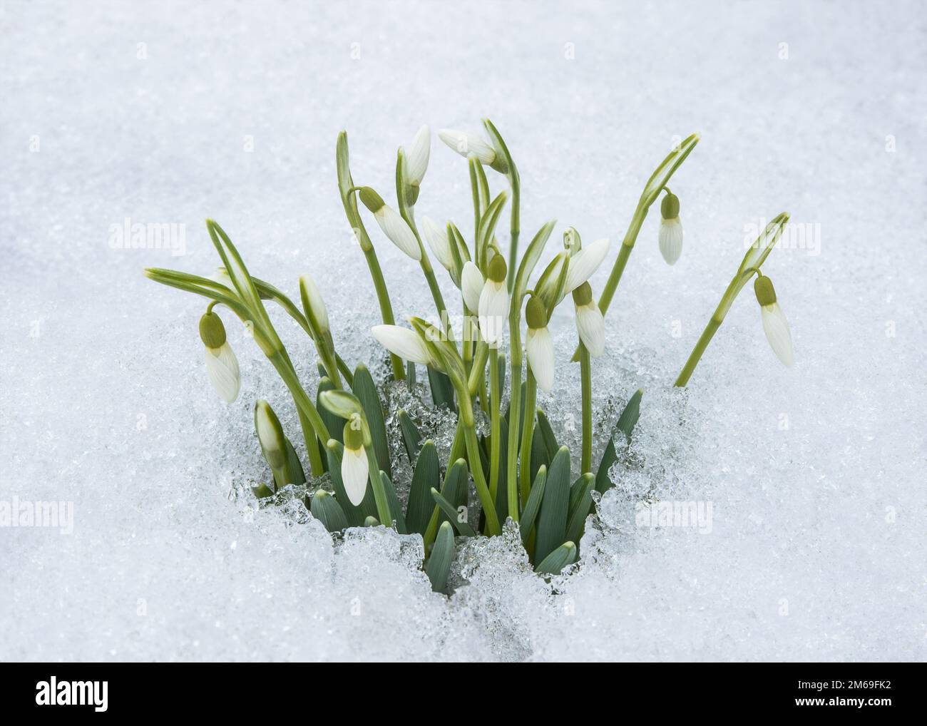 Spring snowdrop flowers with pure white snow in the garden - lat ...