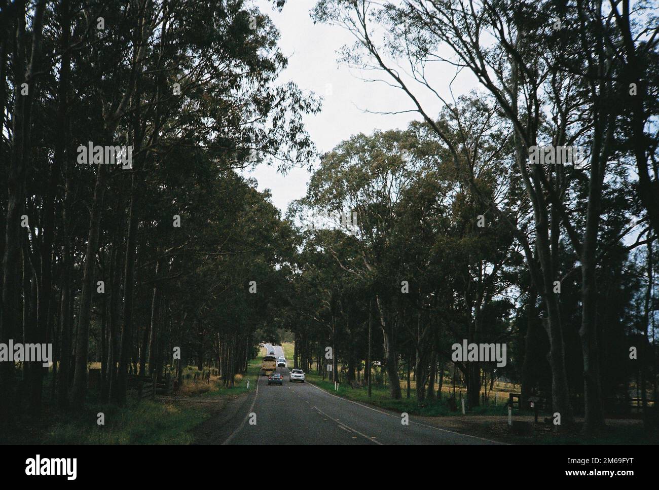 Tree Covered Road Stock Photo - Alamy