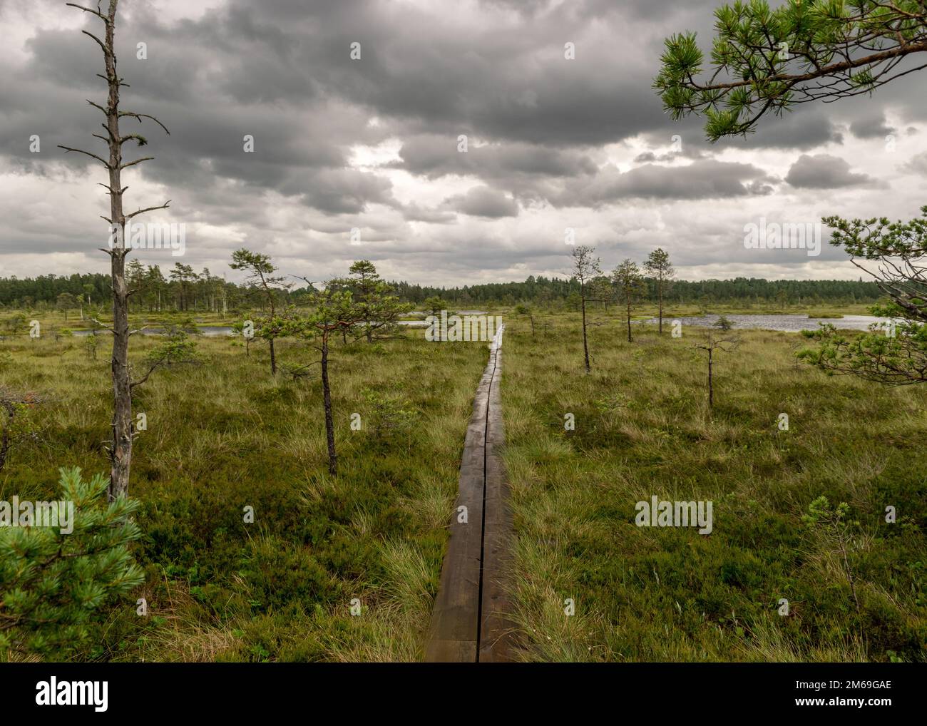 landscape with wooden wet pathway through swamp wetlands with small ...