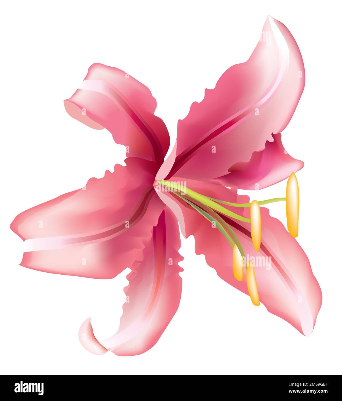 Lily flower vector hi-res stock photography and images - Alamy