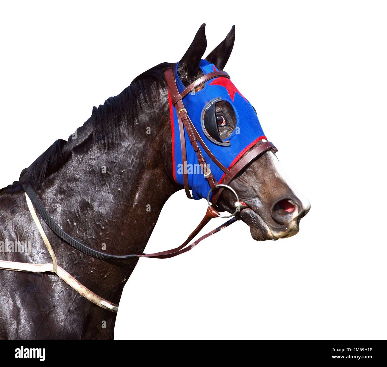 Sweaty Racehorse with Flared Nostrils Stock Photo - Alamy