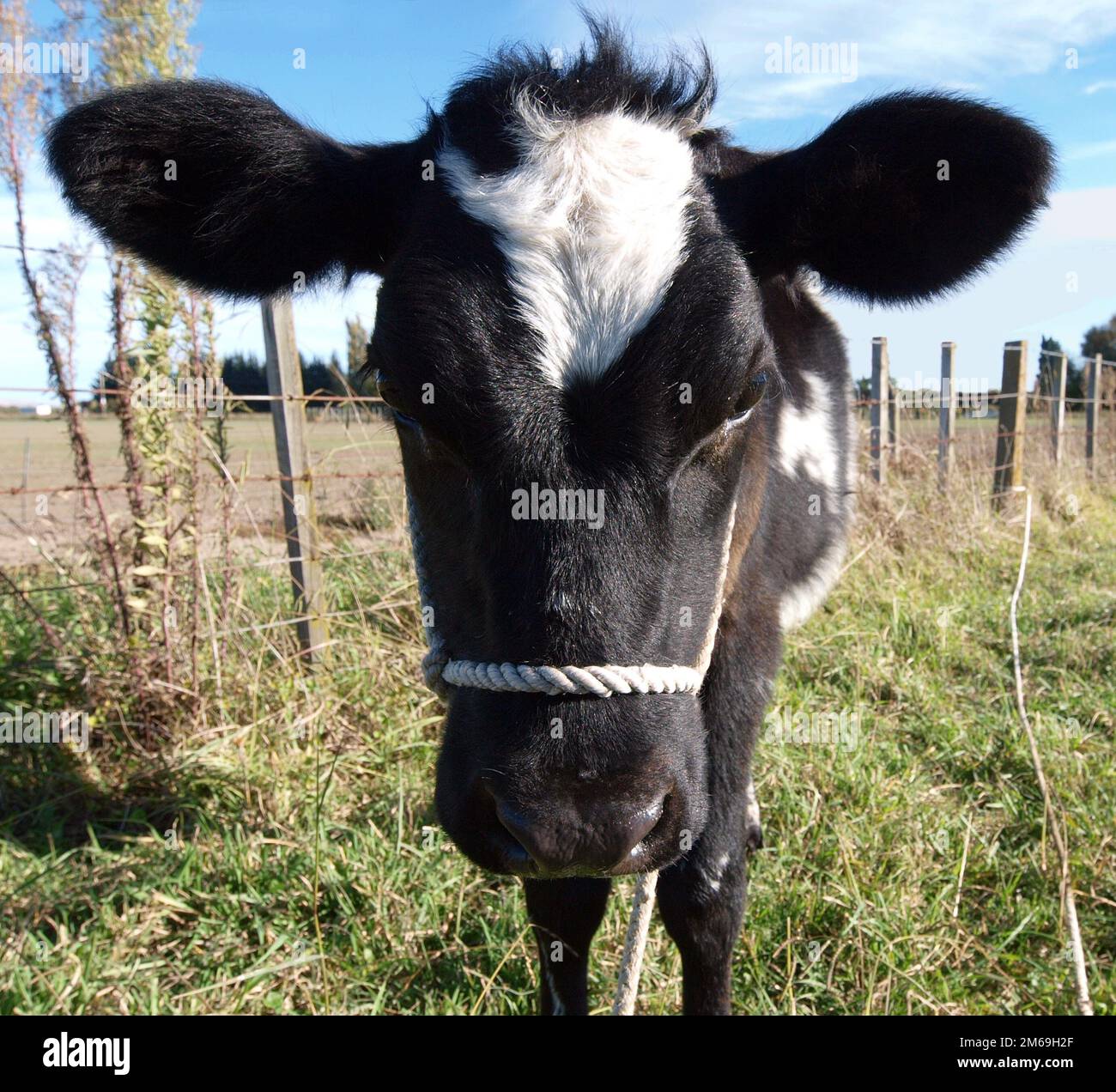 Cow with big ears hi-res stock photography and images - Alamy