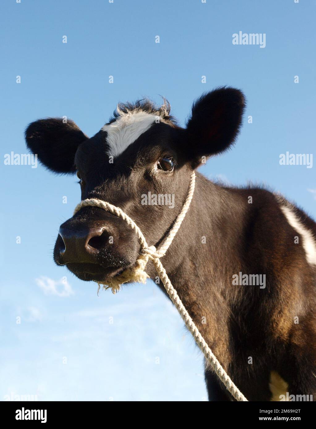 Calf With Rope Halter Stock Photo - Alamy
