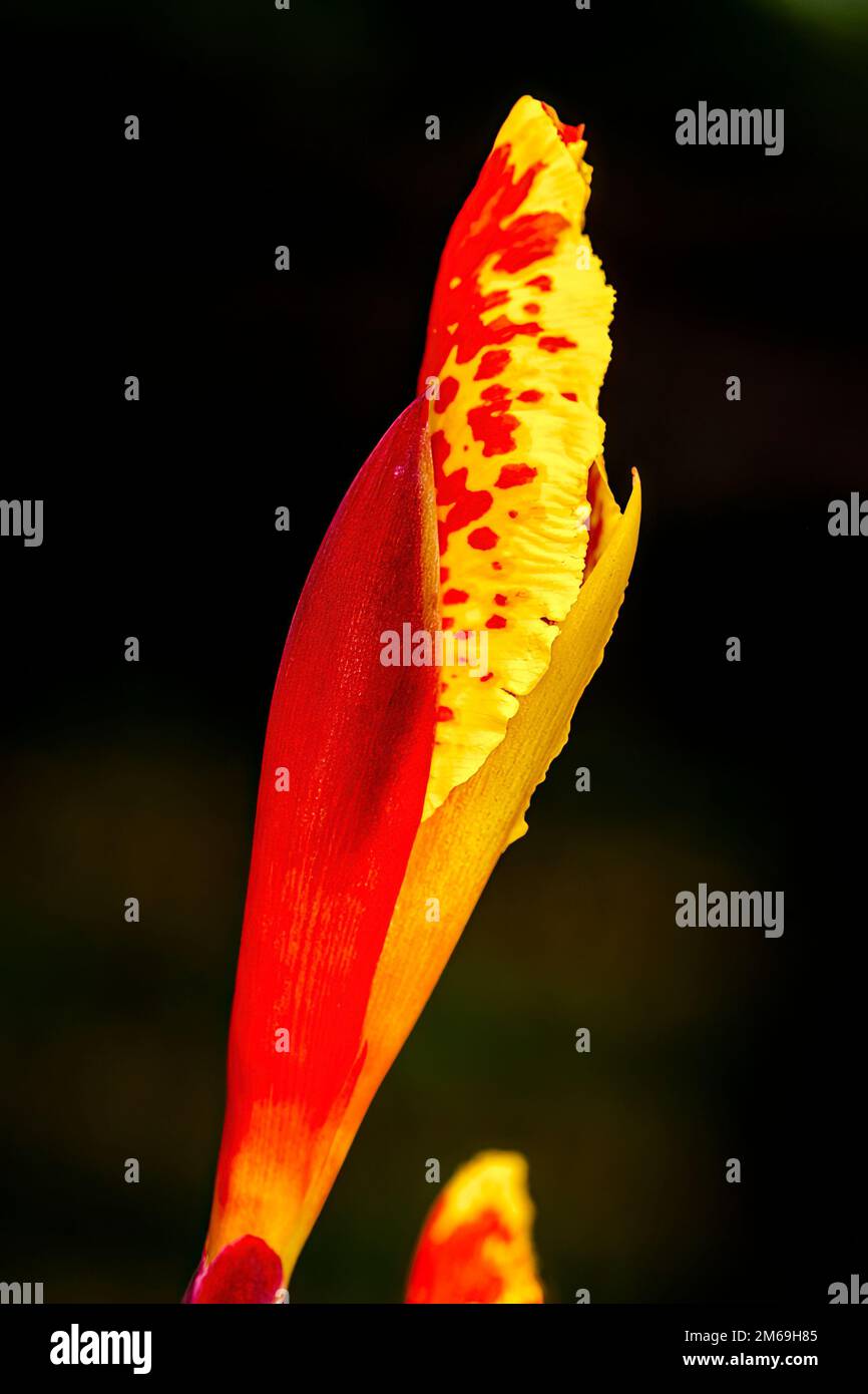 Costa Rica Rain Forest flowers and plants Stock Photo - Alamy
