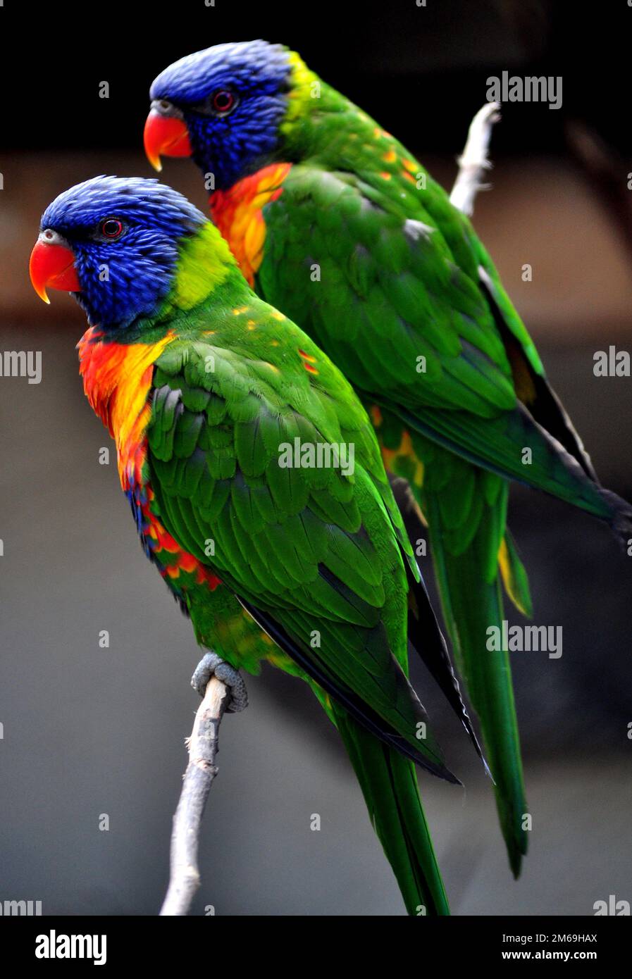 Coconut lorikeet (Trichoglossus haematodus Stock Photo - Alamy