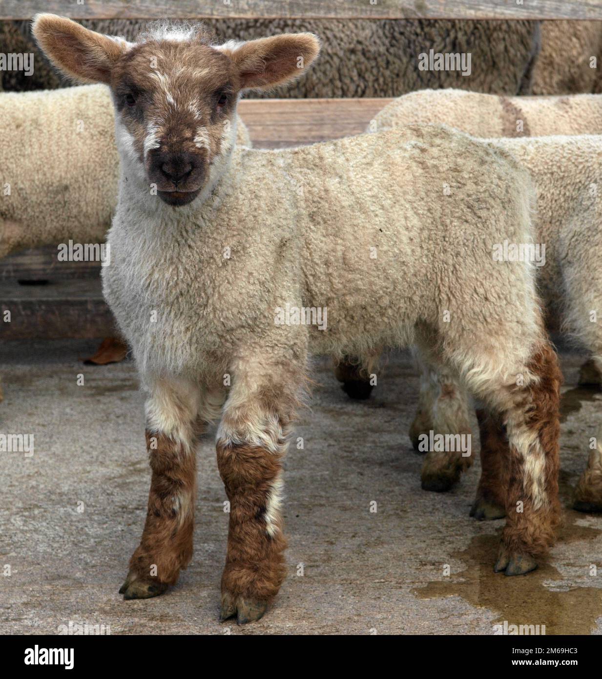 Marked lamb hi-res stock photography and images - Alamy