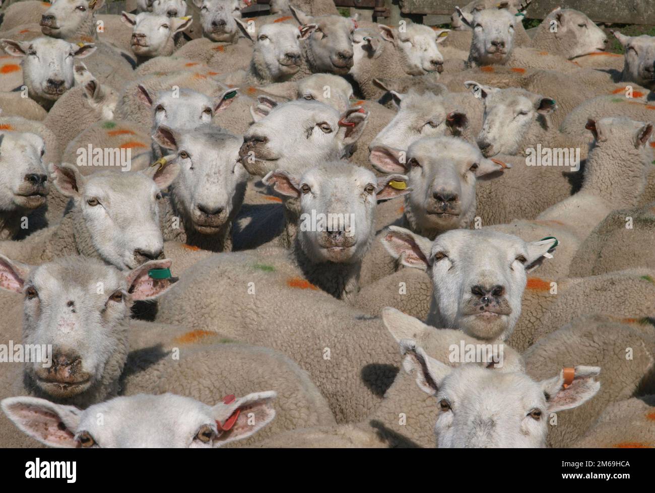 Mob of Marked Sheep Stock Photo - Alamy