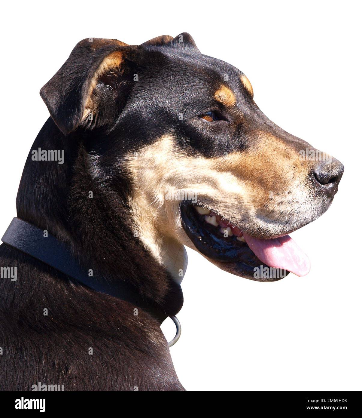 New Zealand Huntaway Stock Photo - Alamy