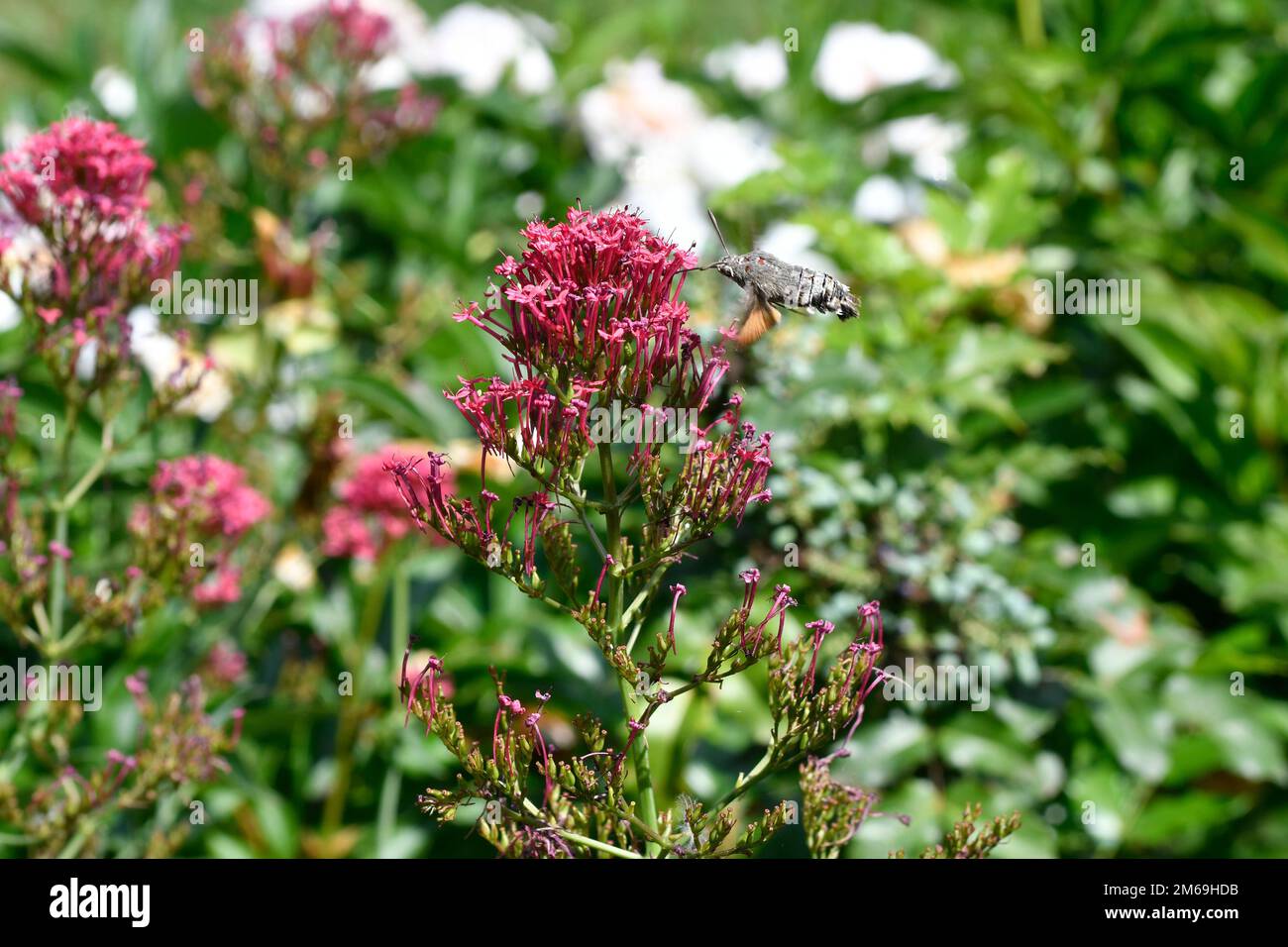 Austria, hummingbird hawk moth on flowers Stock Photo - Alamy
