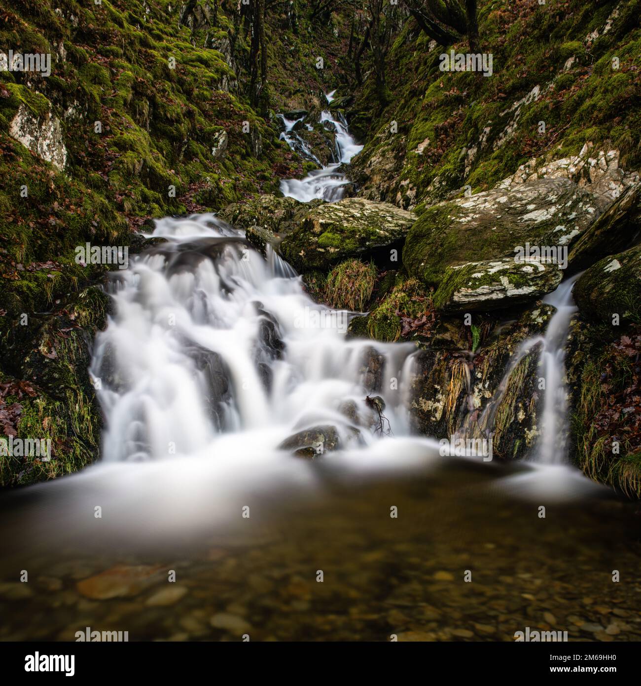 Oak falls on oak tree hi-res stock photography and images - Alamy